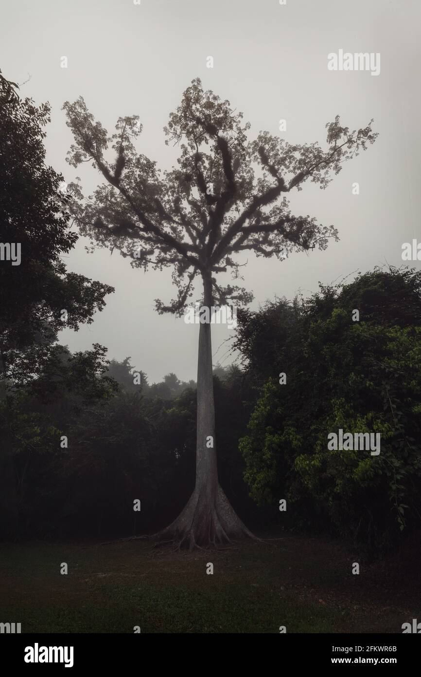 Tree in the jungle of Guatemala near Tikal, post processed using ...