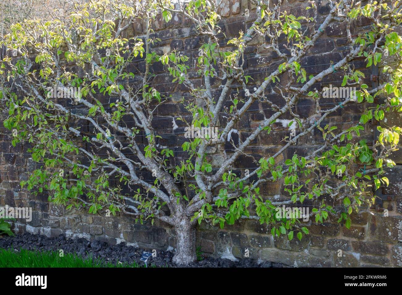Conference pear tree, with branches trained into a fan shape against a ...