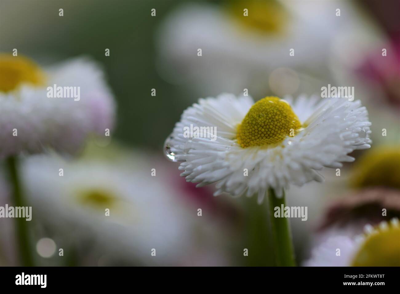 White Bellis Perennis after rain as a close up Stock Photo - Alamy