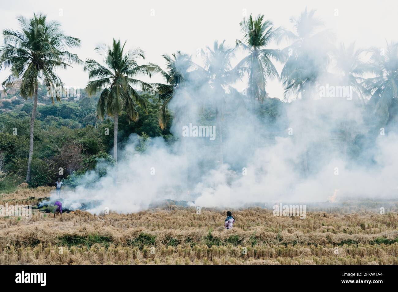 Slash and burn Stock Photo - Alamy