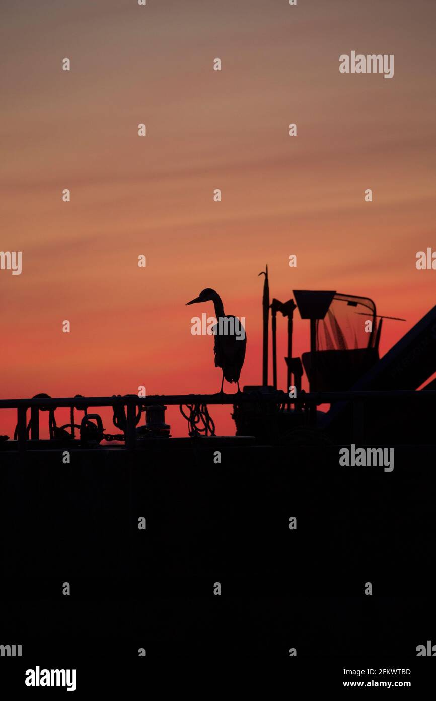 Heron silhouette hi-res stock photography and images - Alamy