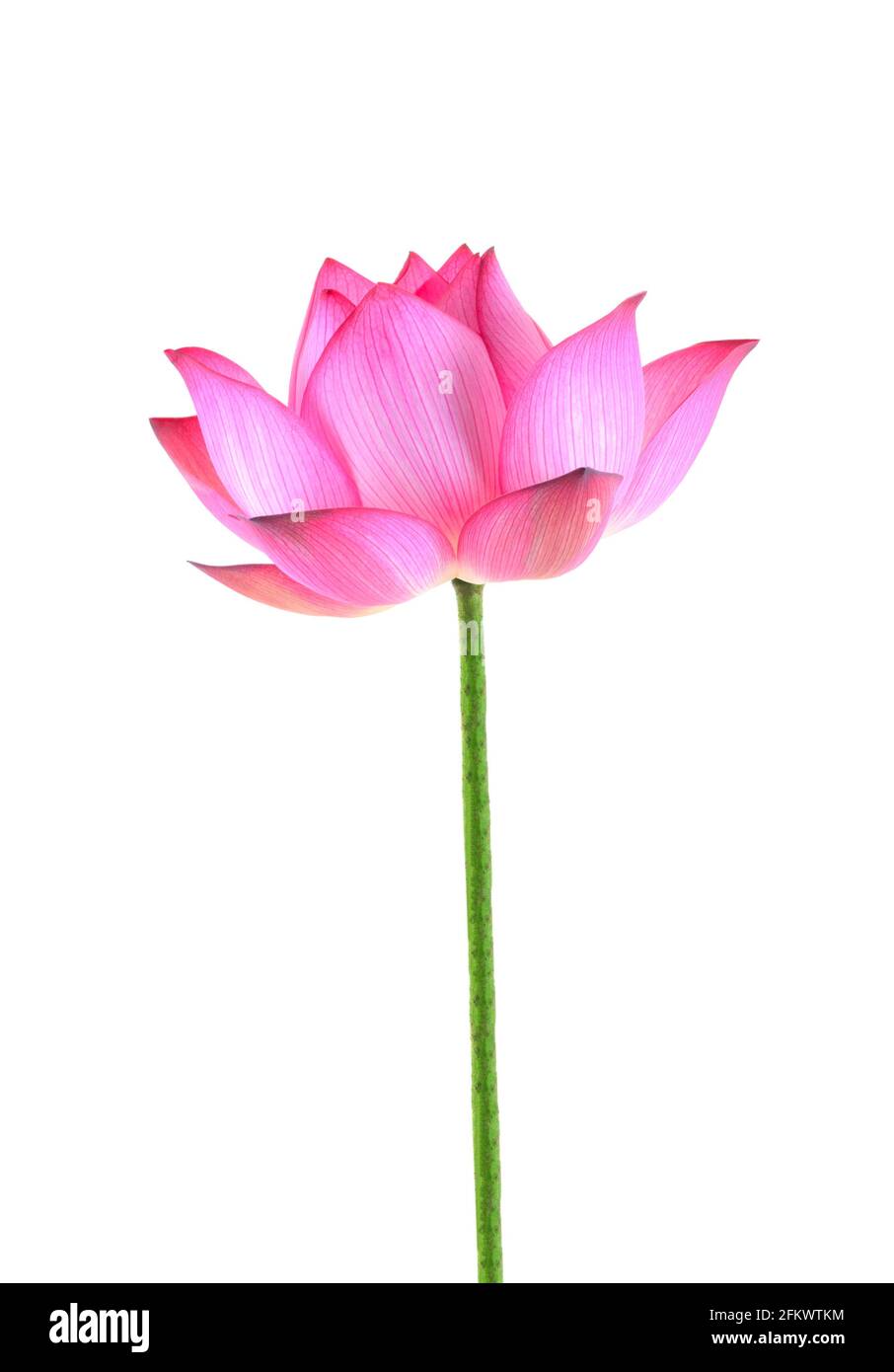 lotus isolated on white background Stock Photo - Alamy