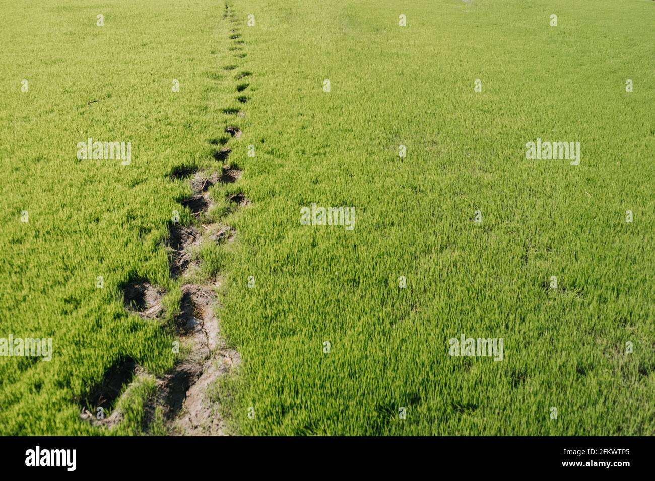 A man's path Stock Photo - Alamy