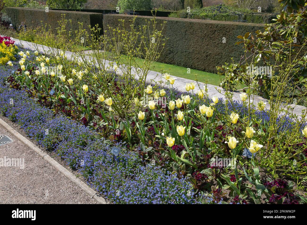 Spring flowering cream tulips set in a well planted bed with pathway ...