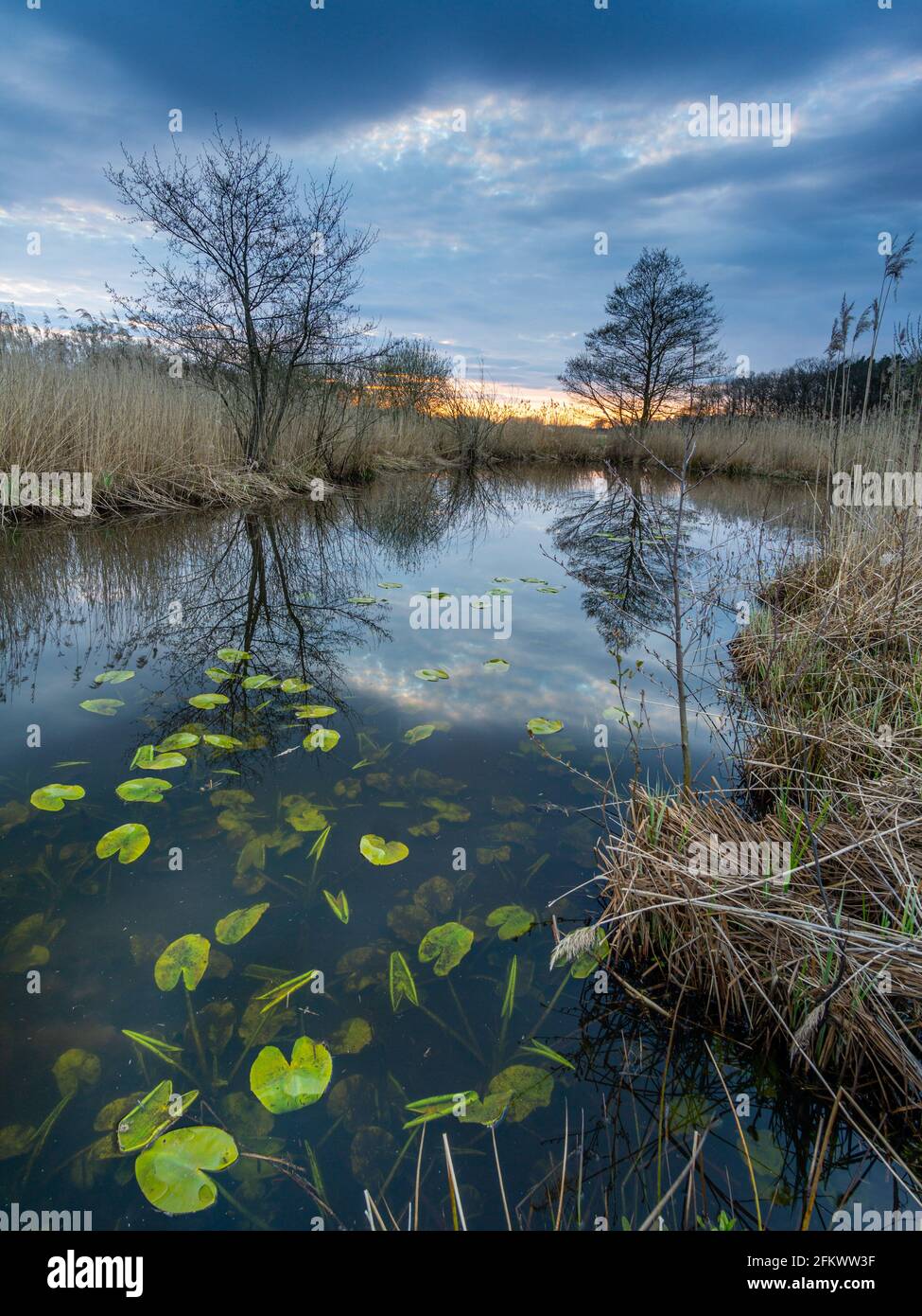 Mesmerizing view of a swamp among the forests and greenery at sunset in ...