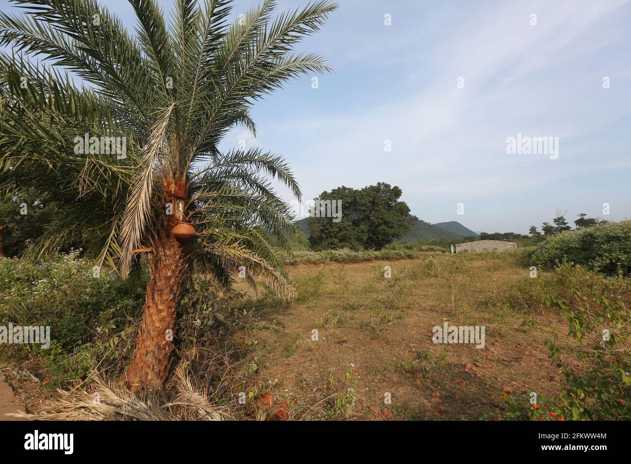 Traditional way of collecting Toddy desi liquor or Palm wine of DESIA ...