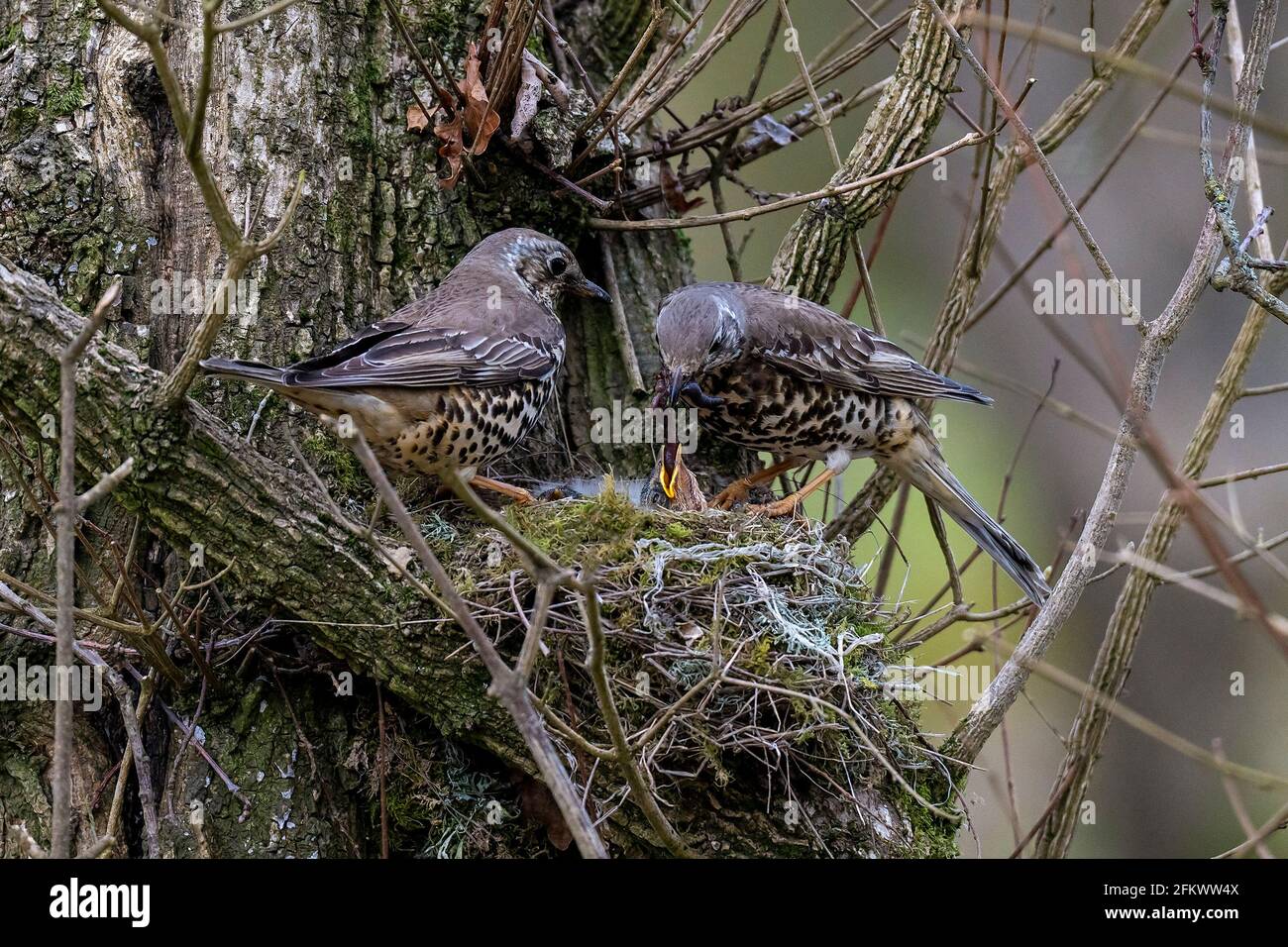 Male and female Mistle thrushes- Turdus viscivorus feed chicks at nest ...