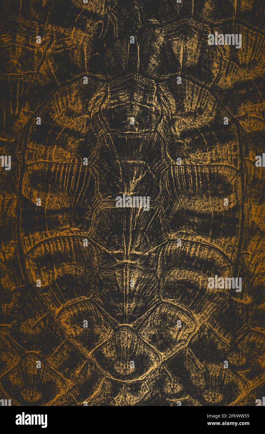 Old turtle vector hi-res stock photography and images - Alamy