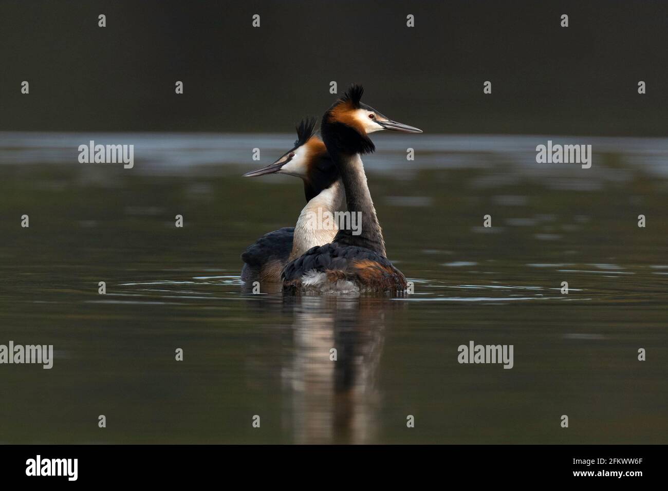 Great crested grebes -Podiceps cristatus display courtship Stock Photo ...