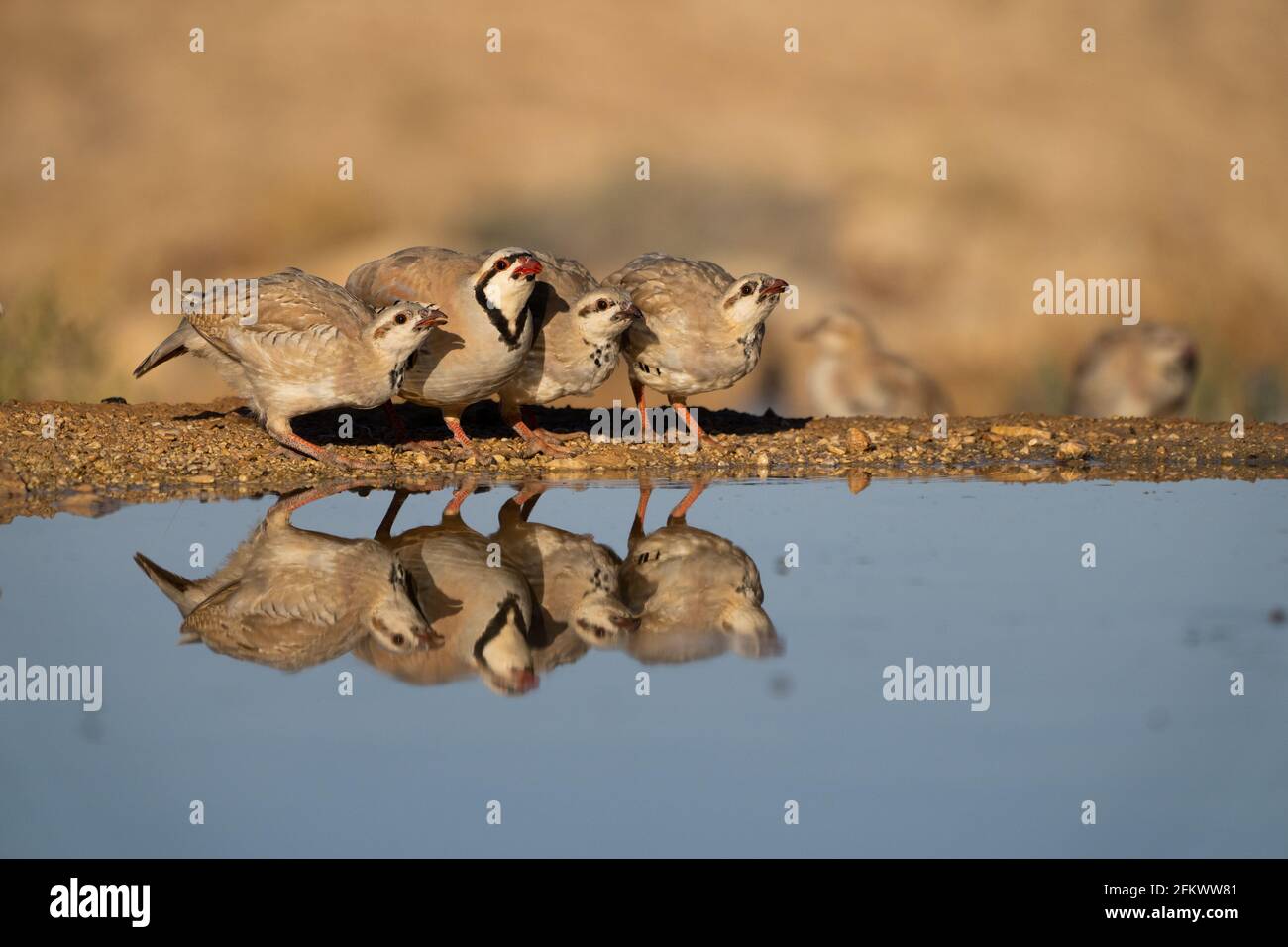Chukar partridge (Alectoris chukar) or simply chukar Stock Photo - Alamy