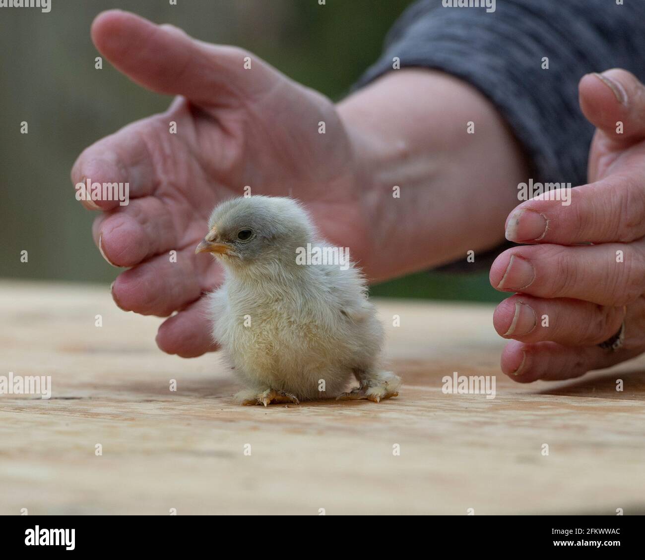 Chicken breeder hi-res stock photography and images - Alamy