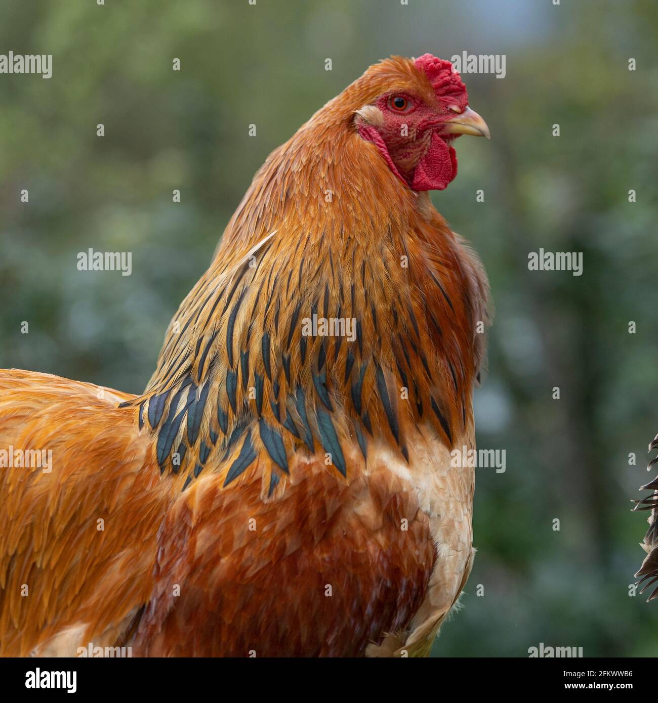 Brahma large fowl chicken cockerel Stock Photo - Alamy