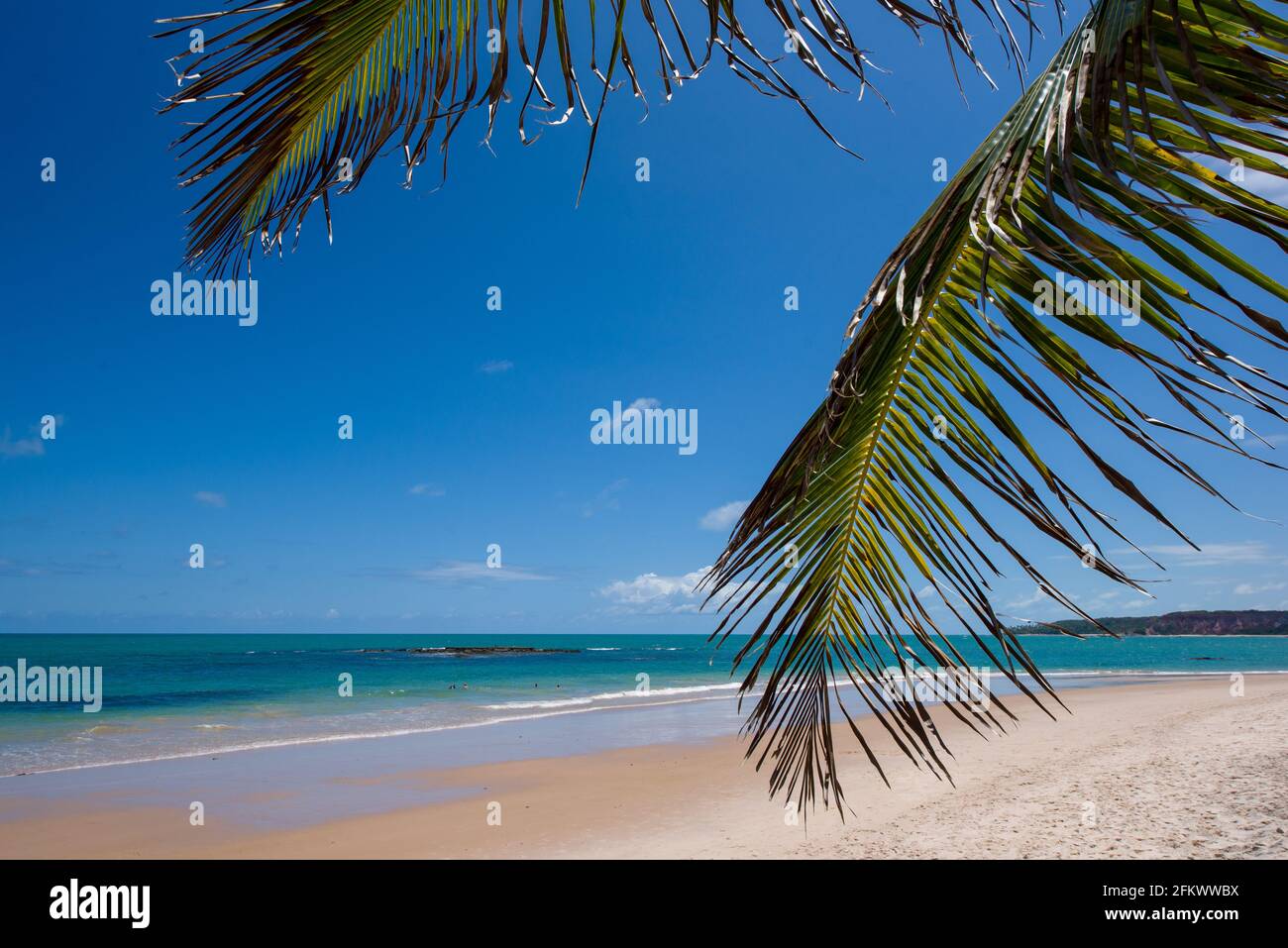 Carapibus hi-res stock photography and images - Alamy