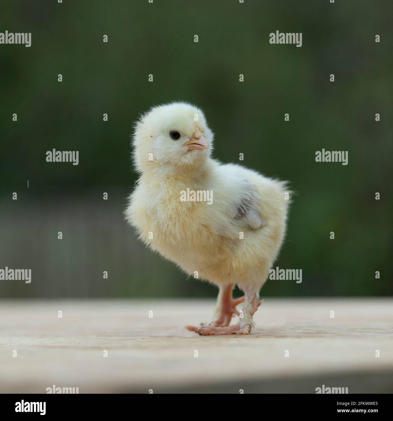 Fluffy Chick Profile High Resolution Stock Photography and Images - Alamy