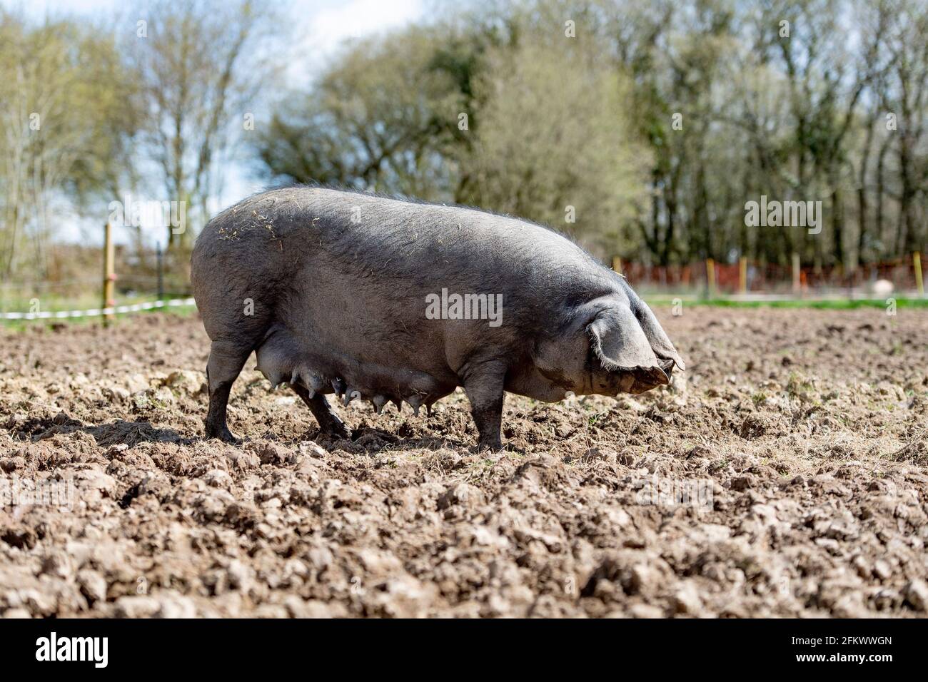 Large breeding range hi-res stock photography and images - Alamy