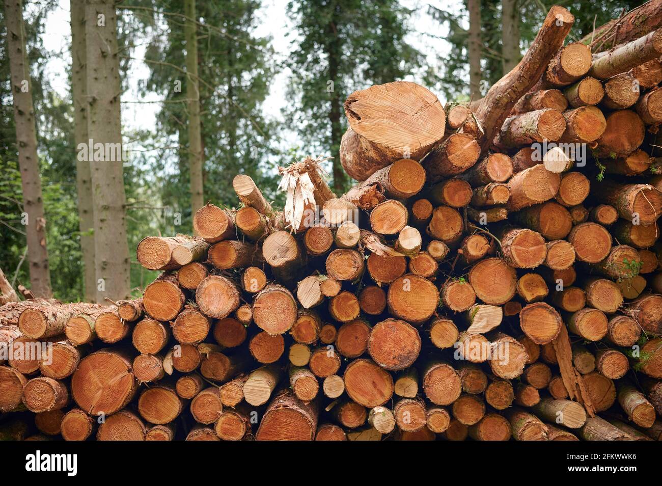 Circle patterns of cut tree trunks with upright trees in background ...