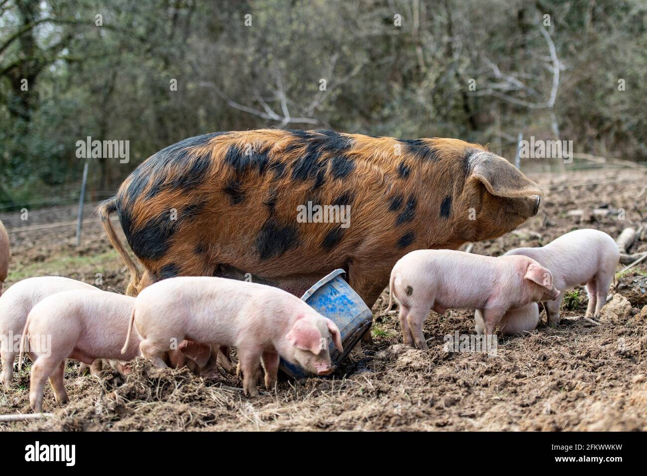 Pedigree pigs hi-res stock photography and images - Alamy
