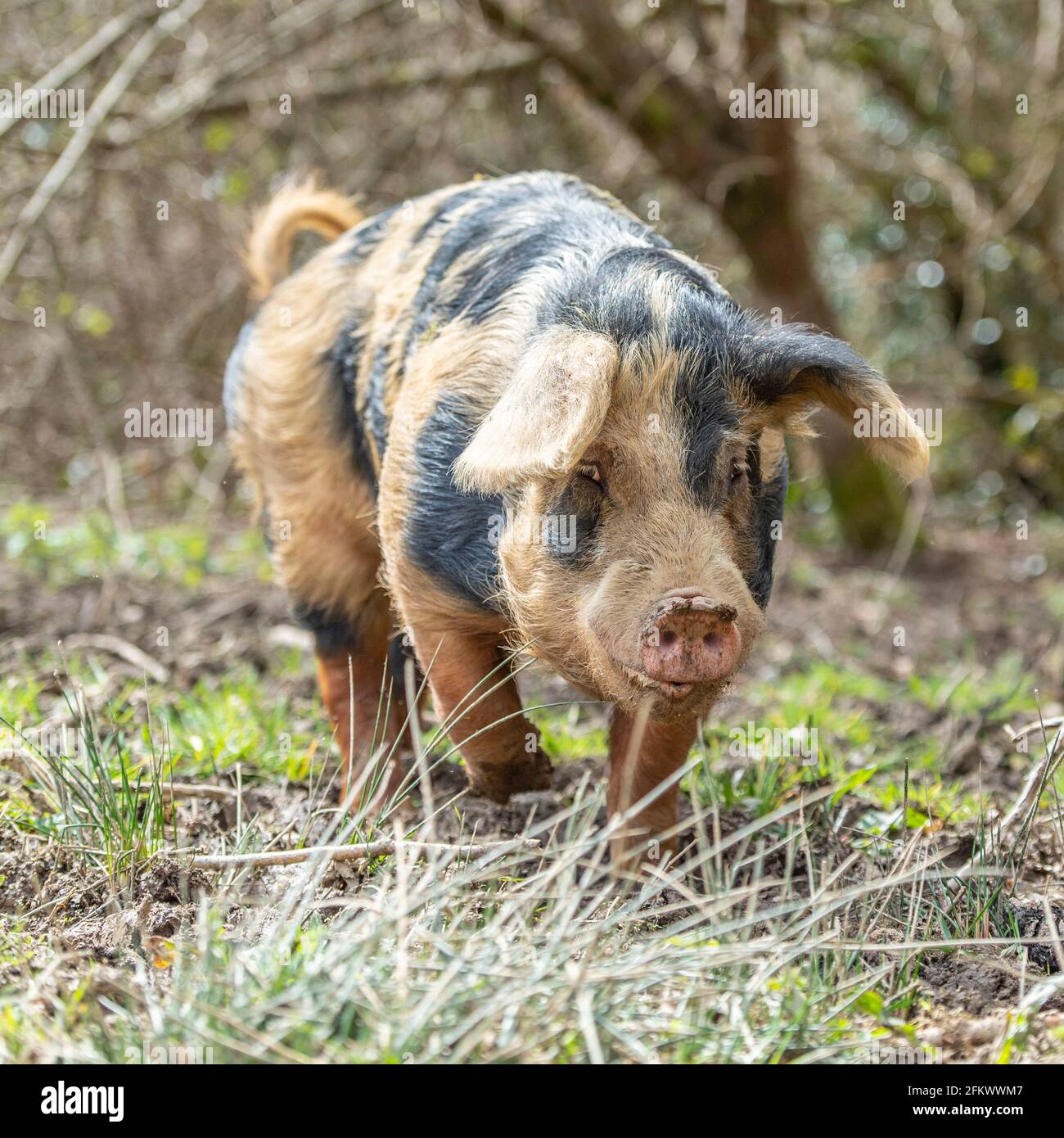 Farmer uk woods hi-res stock photography and images - Alamy