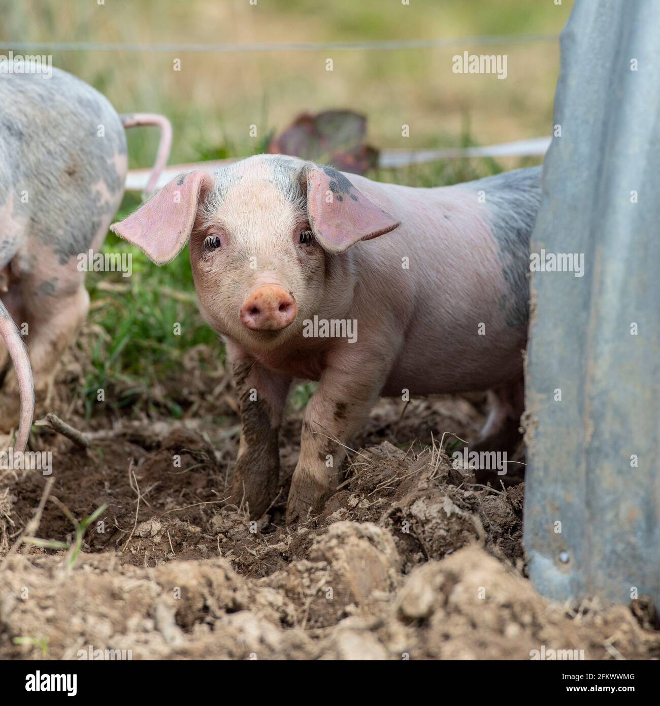 Cute piglet outside hi-res stock photography and images - Alamy