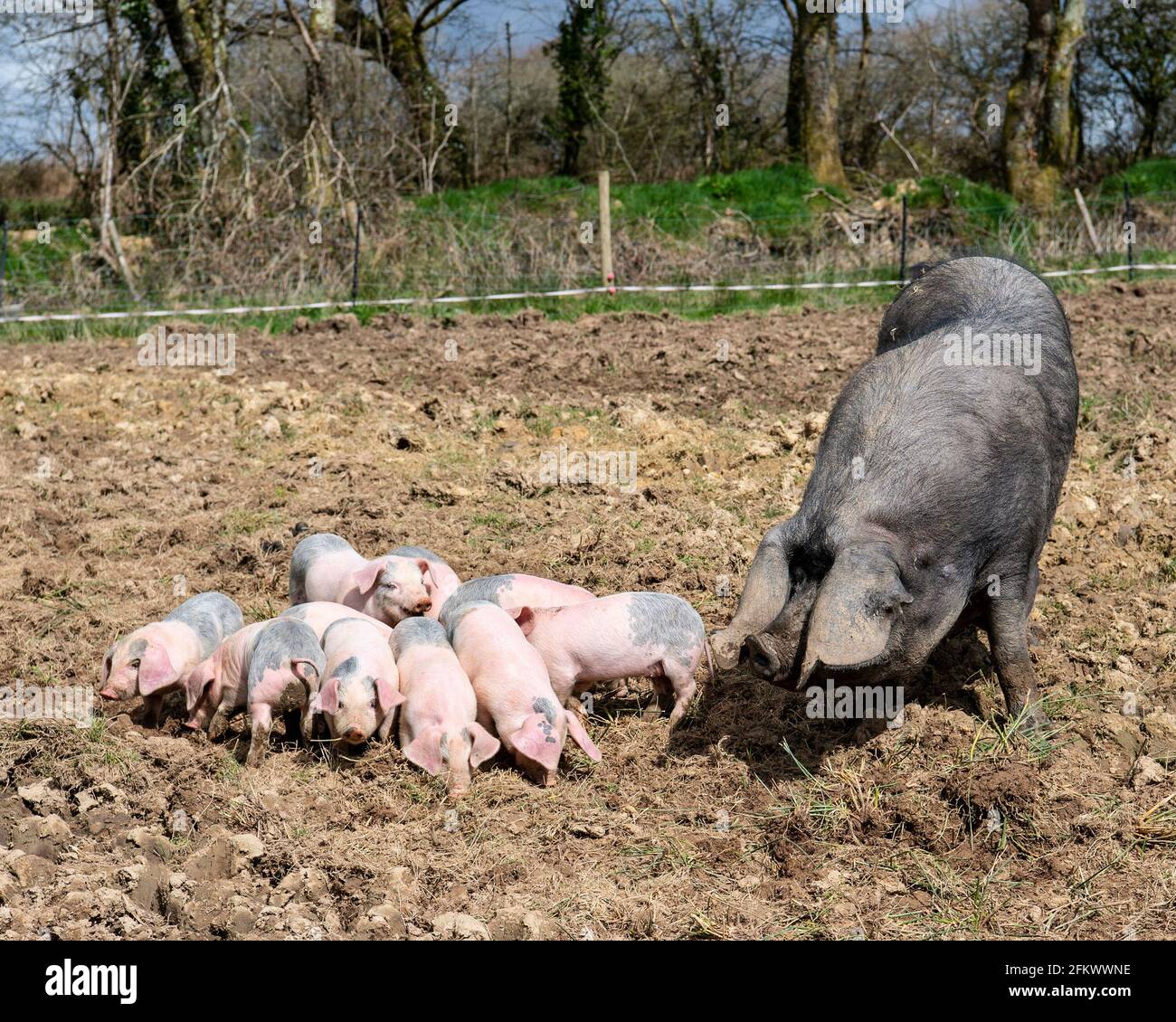 Large breeding range hi-res stock photography and images - Alamy
