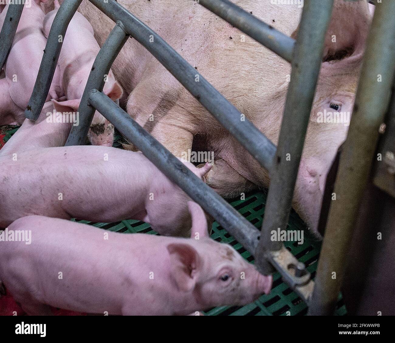 Pig farrowing crate uk hi-res stock photography and images - Alamy