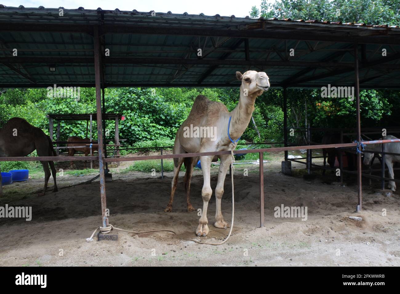 Camel tied in a barn Stock Photo - Alamy