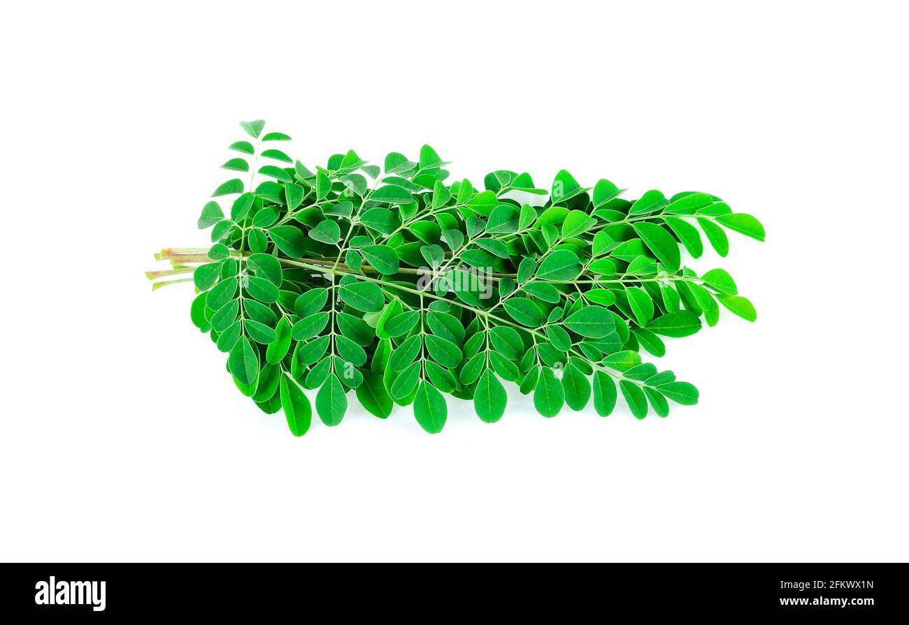 Moringa leaves isolated on white background Stock Photo - Alamy