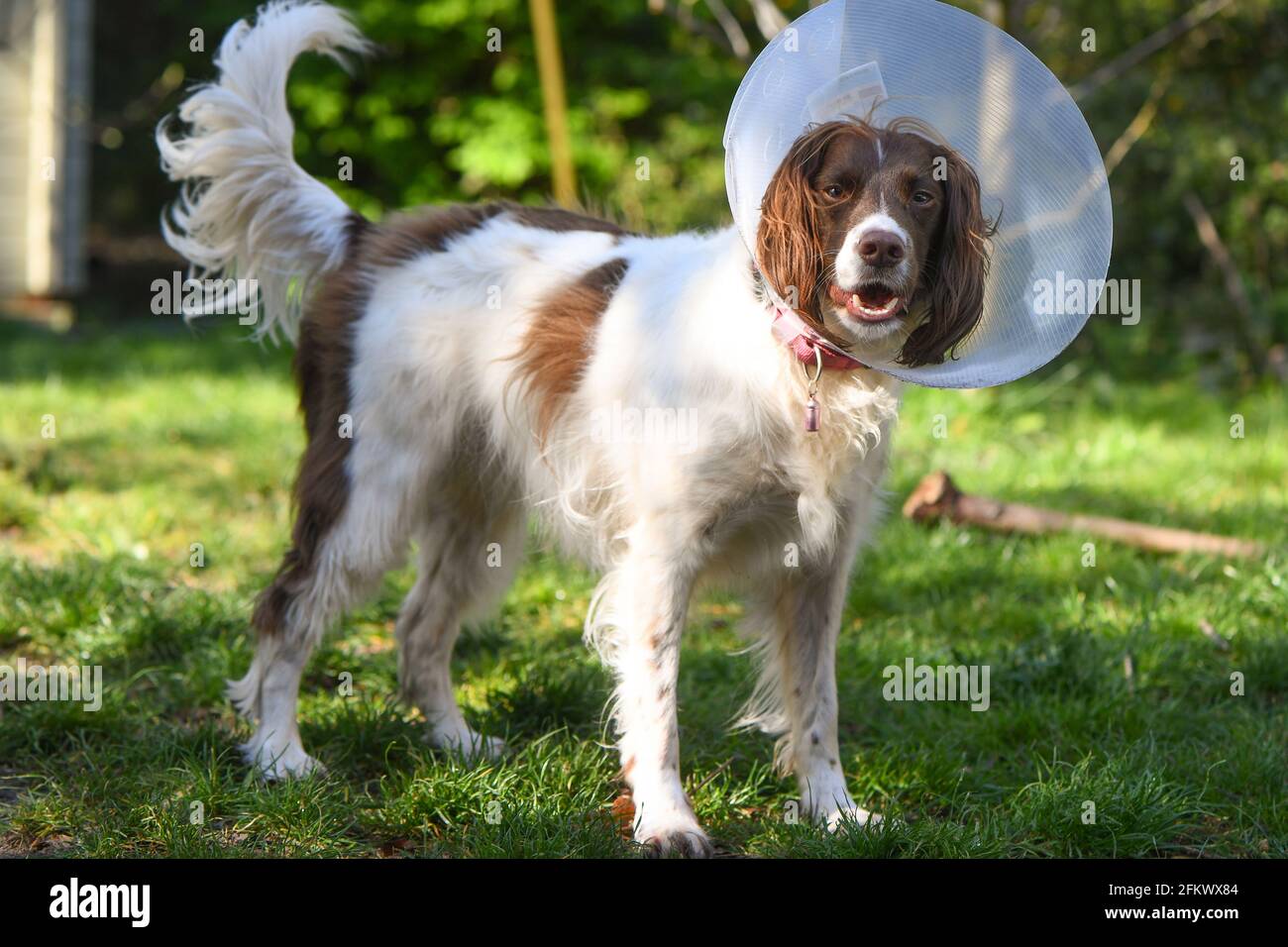 English springer spaniel dog outside with foot injury wearing the cone ...