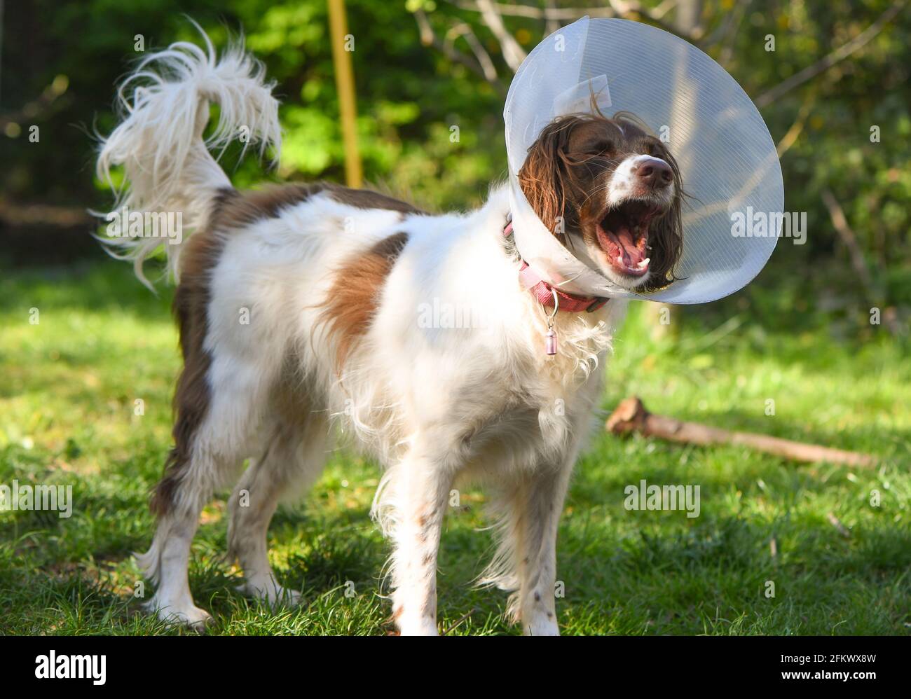 English springer spaniel dog outside with foot injury wearing the cone ...