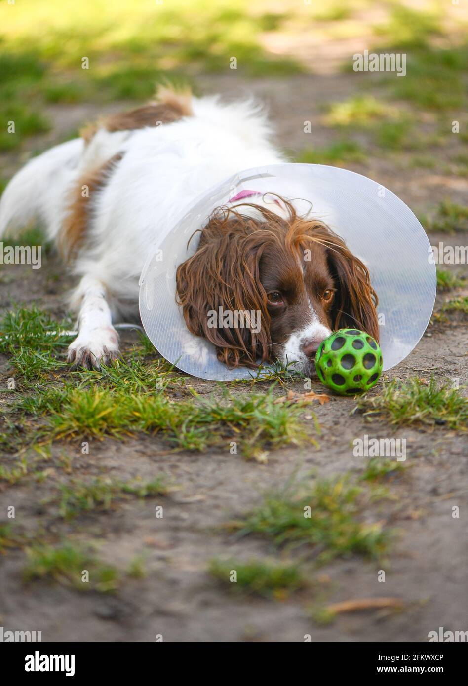 English springer spaniel dog outside with foot injury wearing the cone ...