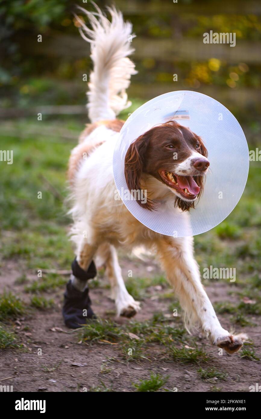 English springer spaniel dog outside with foot injury wearing the cone ...