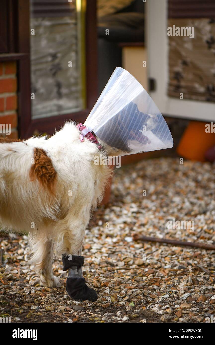English springer spaniel dog outside with foot injury wearing the cone ...