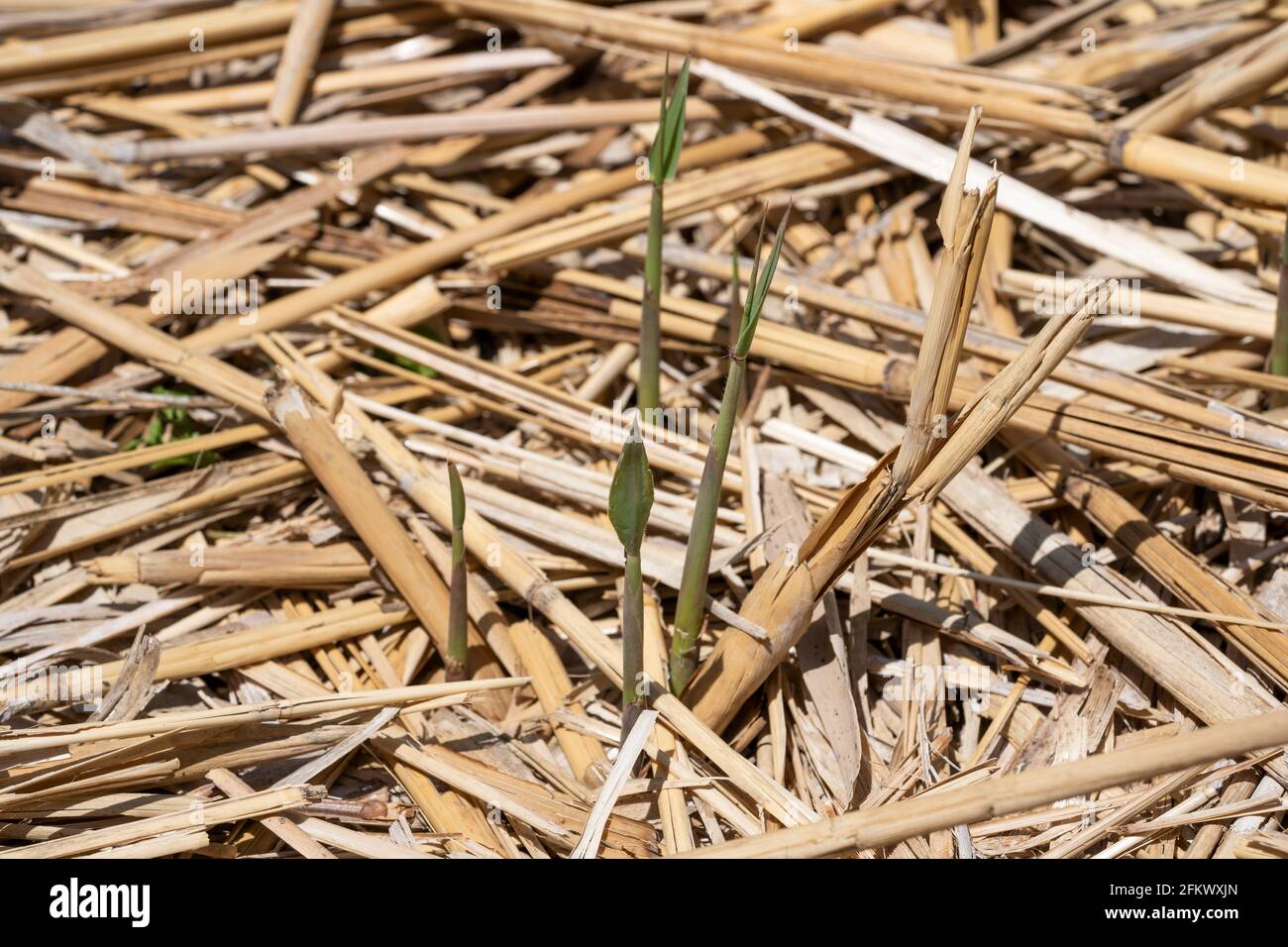 Sprouts of reed (Phragmites australis), Isehara City, Kanagawa ...