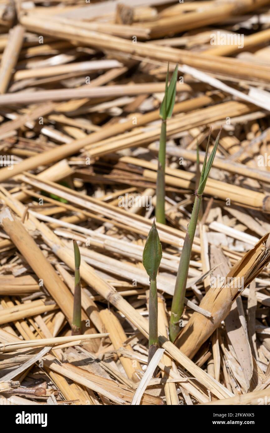 Sprouts of reed (Phragmites australis), Isehara City, Kanagawa ...