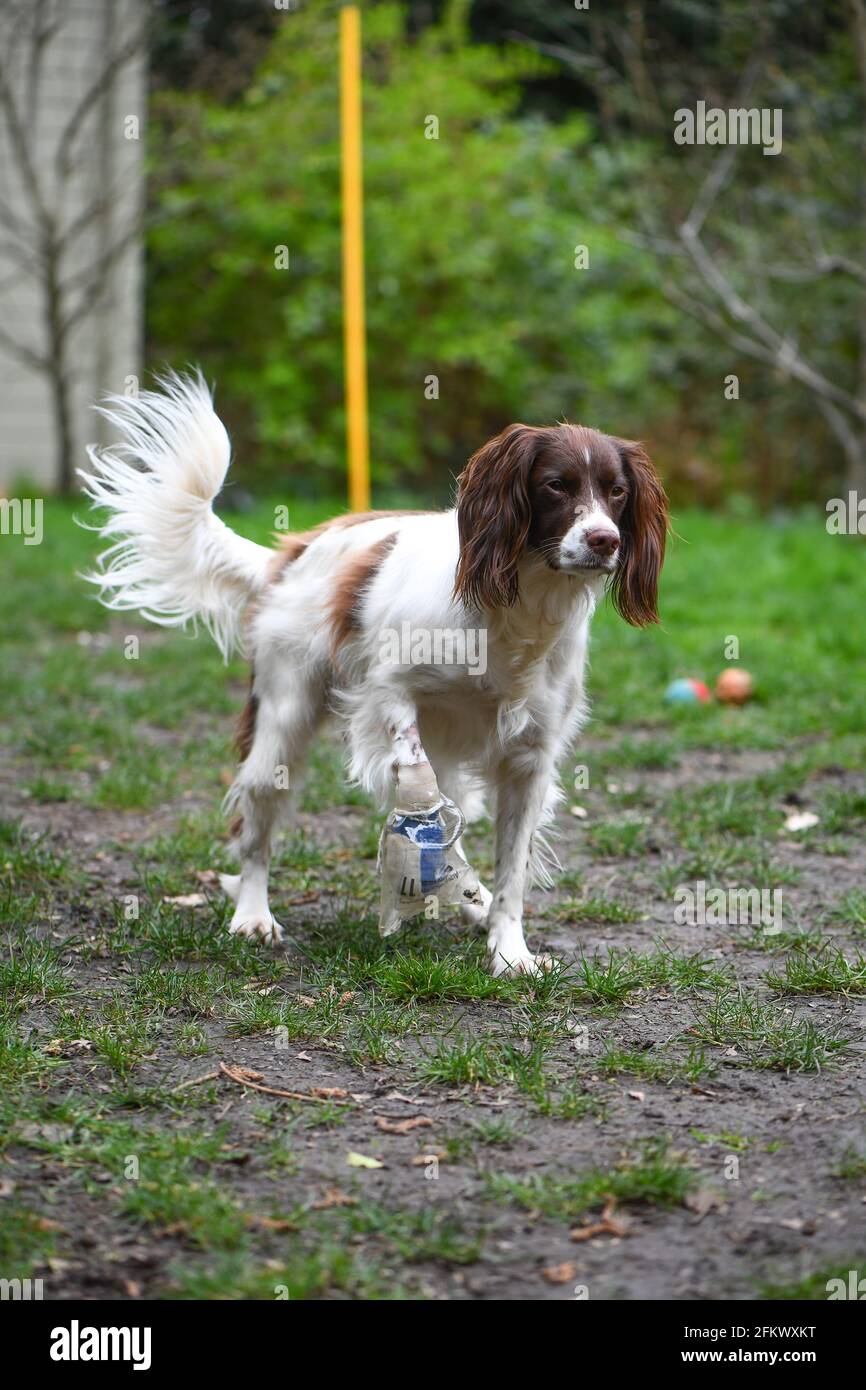 English springer spaniel with injured paw wearing a protective bag to ...