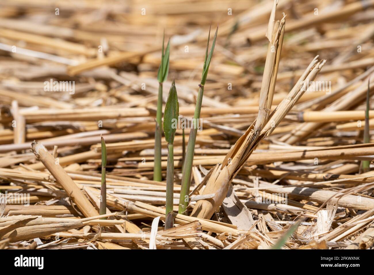 Sprouts of reed (Phragmites australis), Isehara City, Kanagawa ...