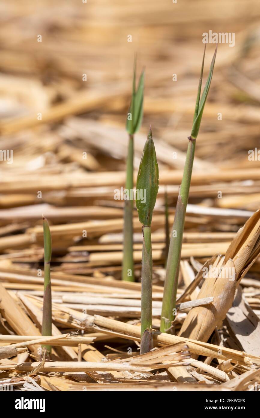 Sprouts of reed (Phragmites australis), Isehara City, Kanagawa ...