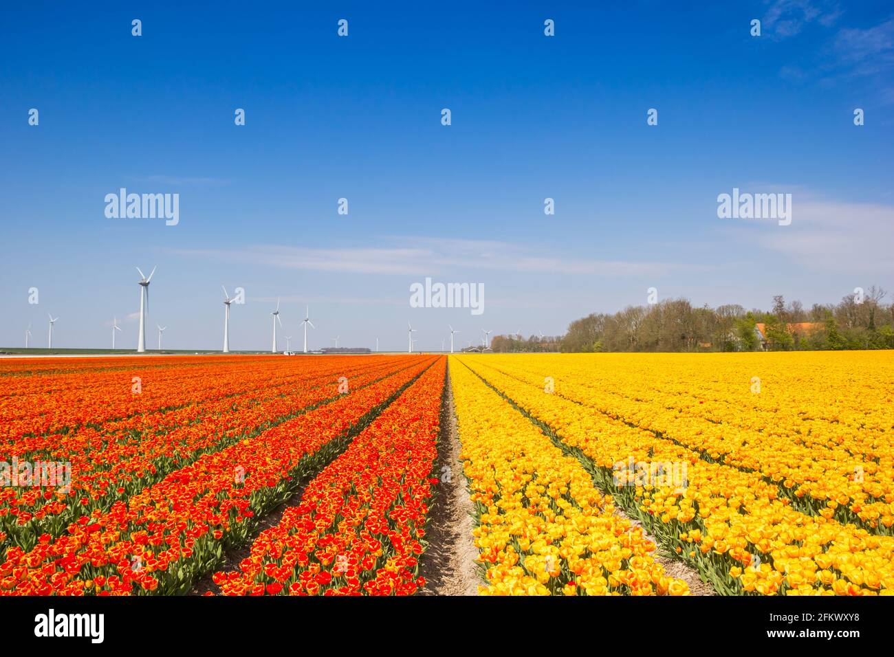 Netherlands dutch orange color hi-res stock photography and images - Alamy