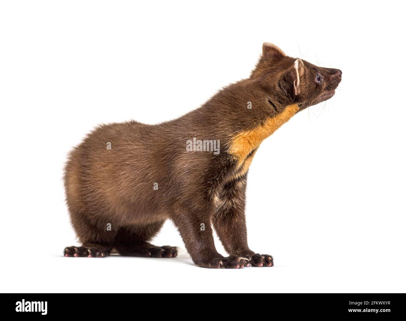 Side view of Pine marten looking up and back, isolated on white Stock ...