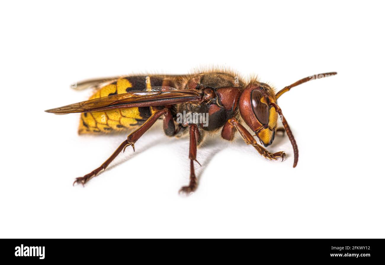 Side view, profile, Hornet, Vespa Crabro, isolated on white Stock Photo ...