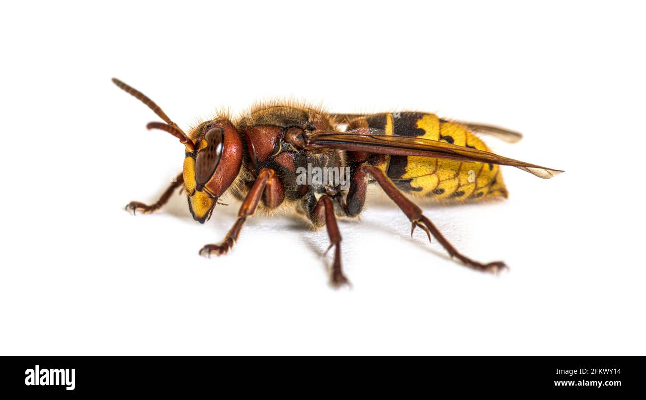 Side view, profile, Hornet, Vespa Crabro, isolated on white Stock Photo ...