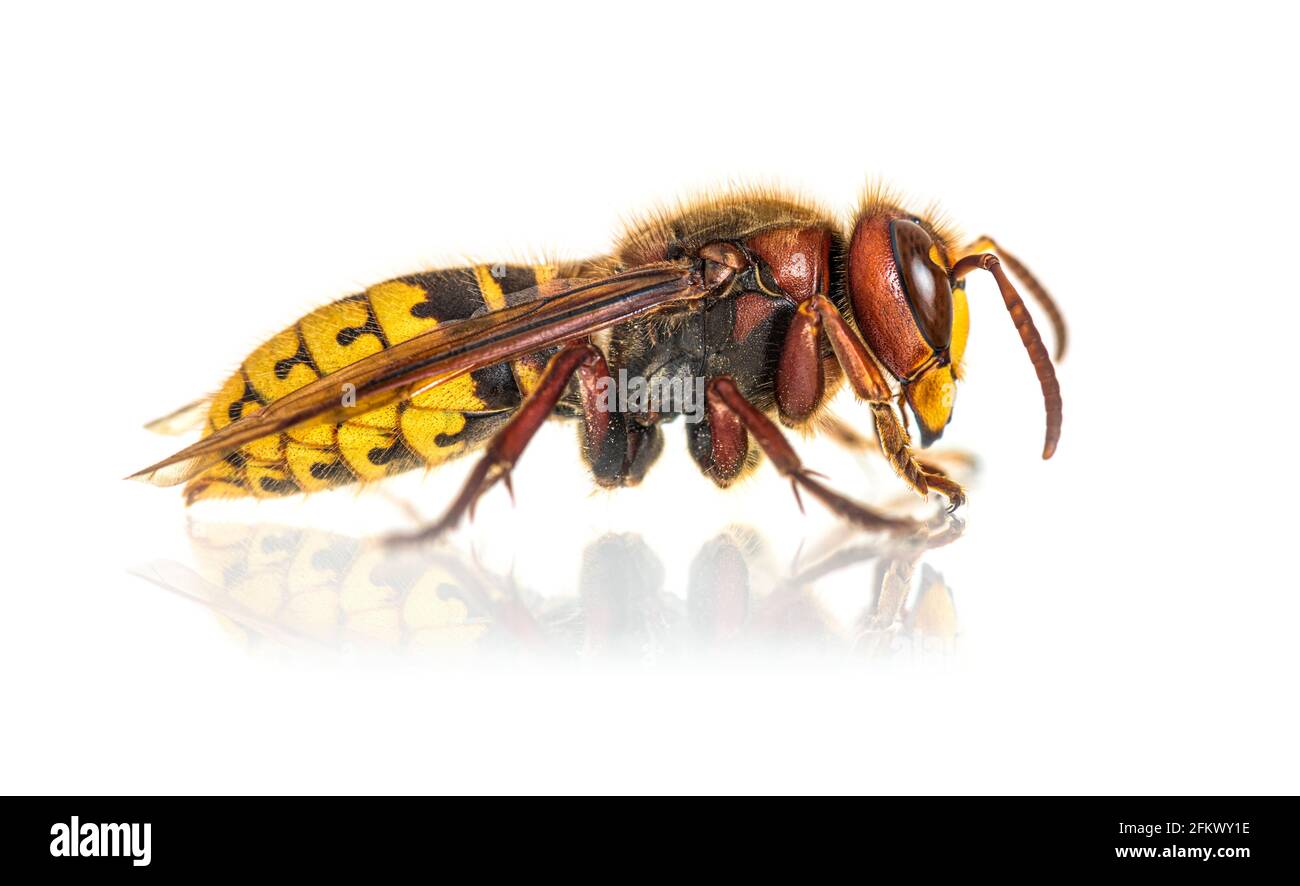 Side view, profile, Hornet, Vespa Crabro, isolated on white Stock Photo ...