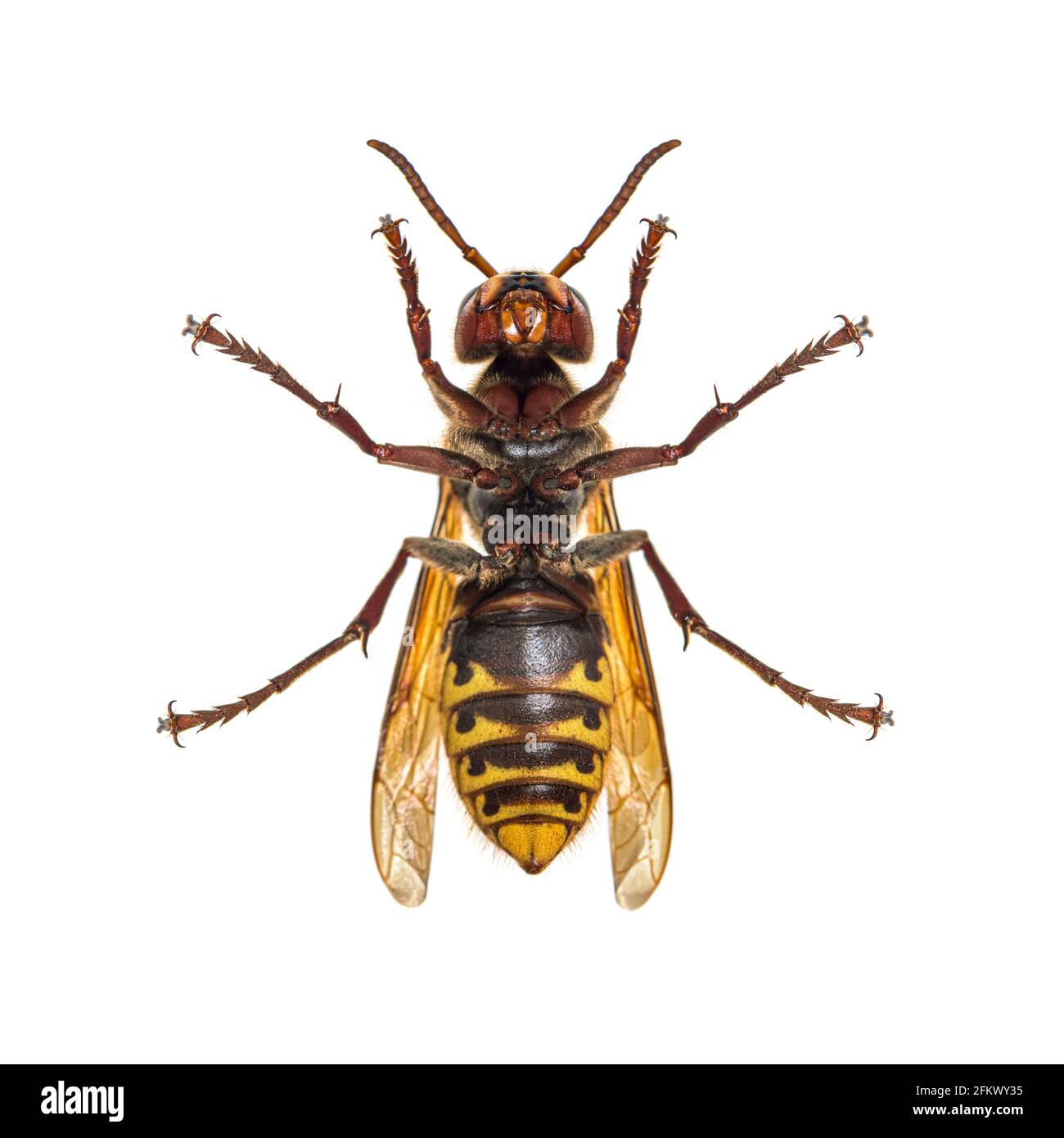 Adorable hornet hi-res stock photography and images - Alamy