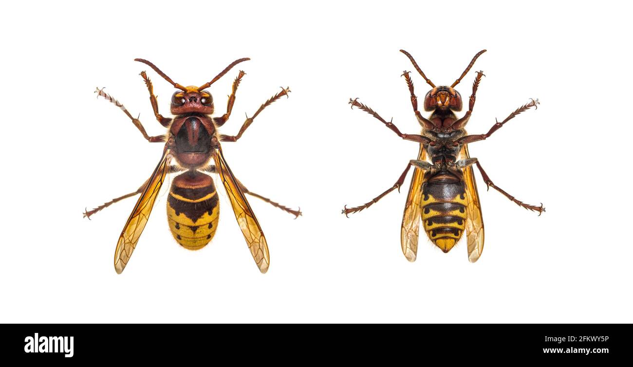 Bottom and high view of a european Hornet, isolated on white Stock ...