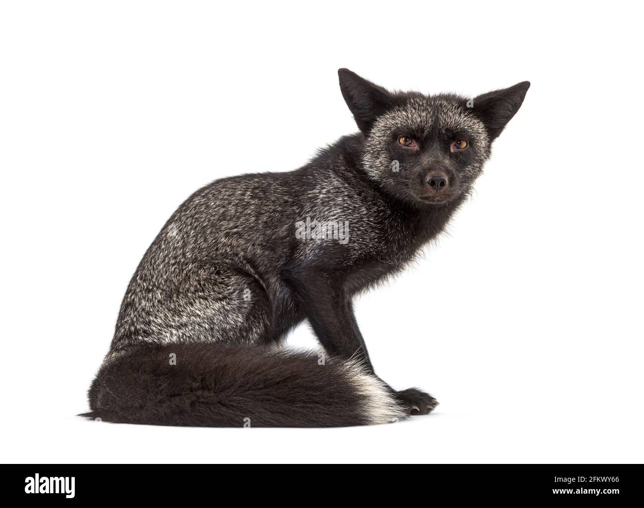 Sitting Silvers Fox, isolated on white background Stock Photo - Alamy