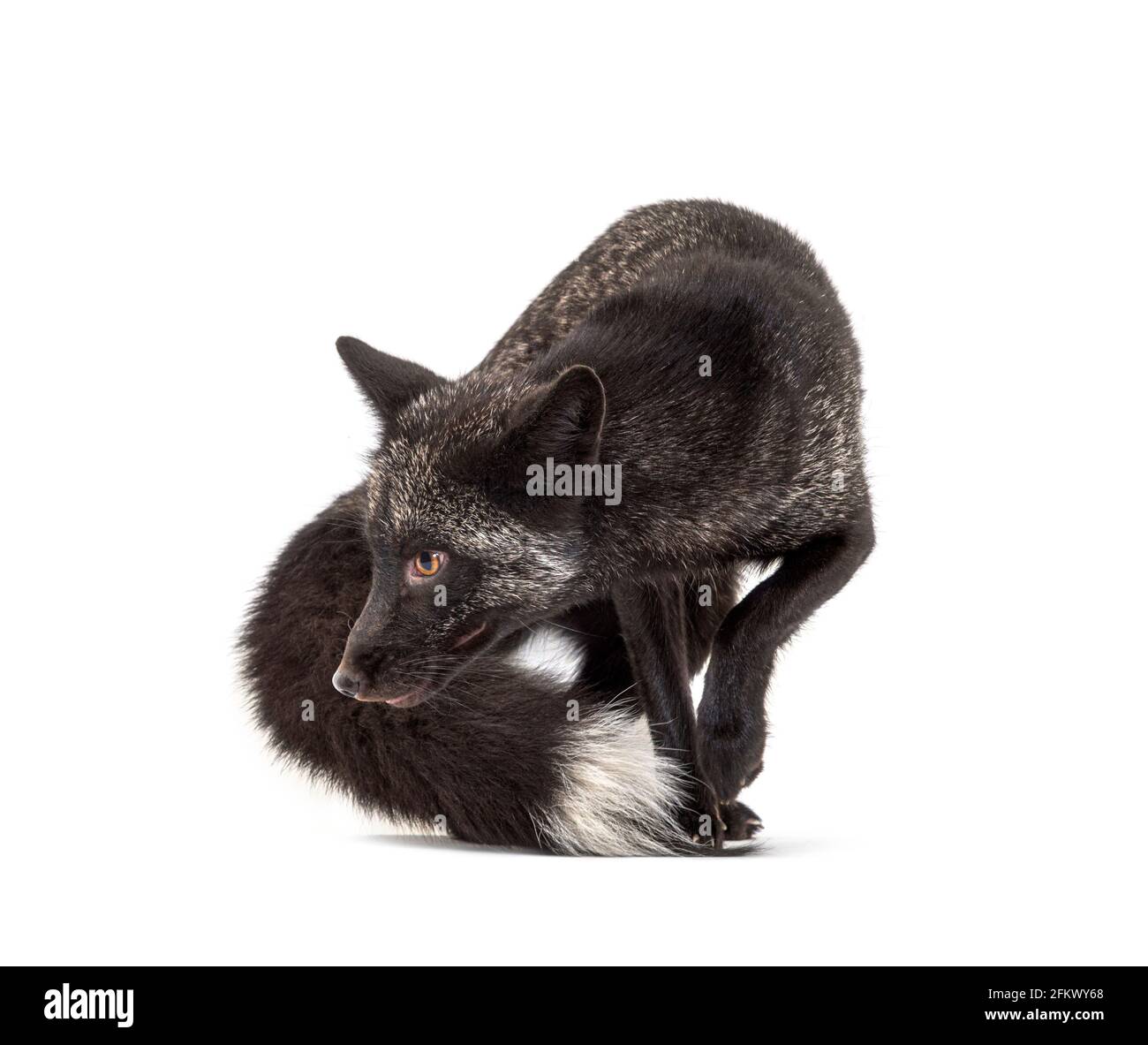Walking Silvers Fox looking away, isolated Stock Photo - Alamy
