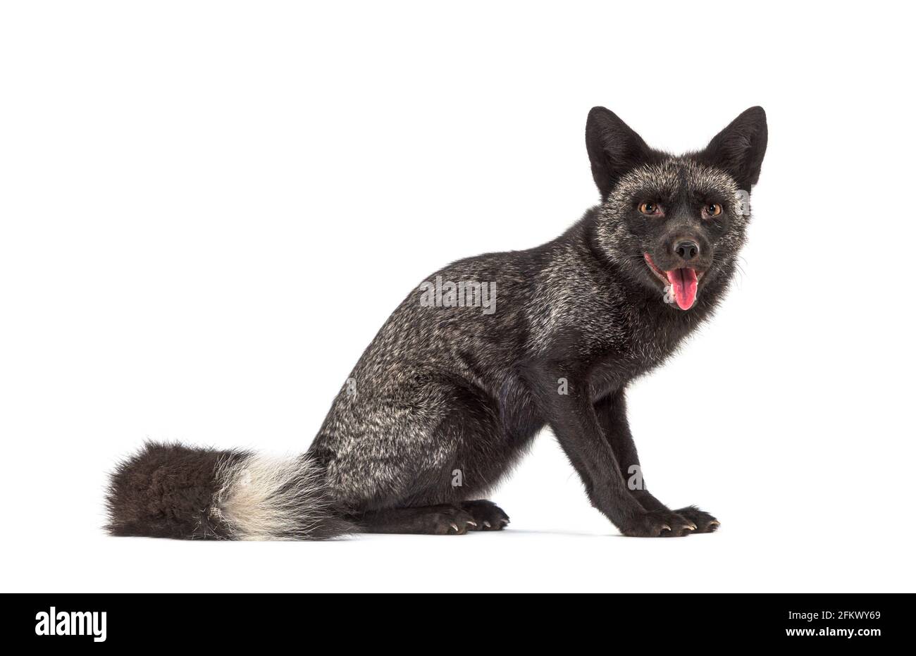 Silver fox side profile Cut Out Stock Images & Pictures - Alamy