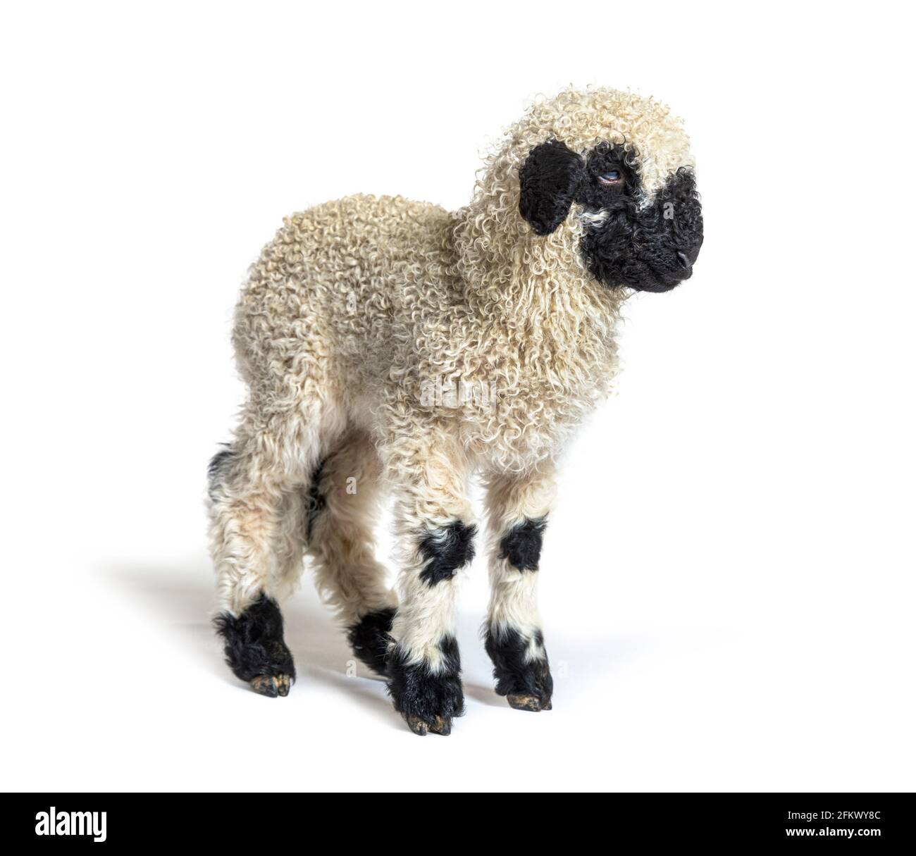 Sheep facing camera Cut Out Stock Images & Pictures - Alamy