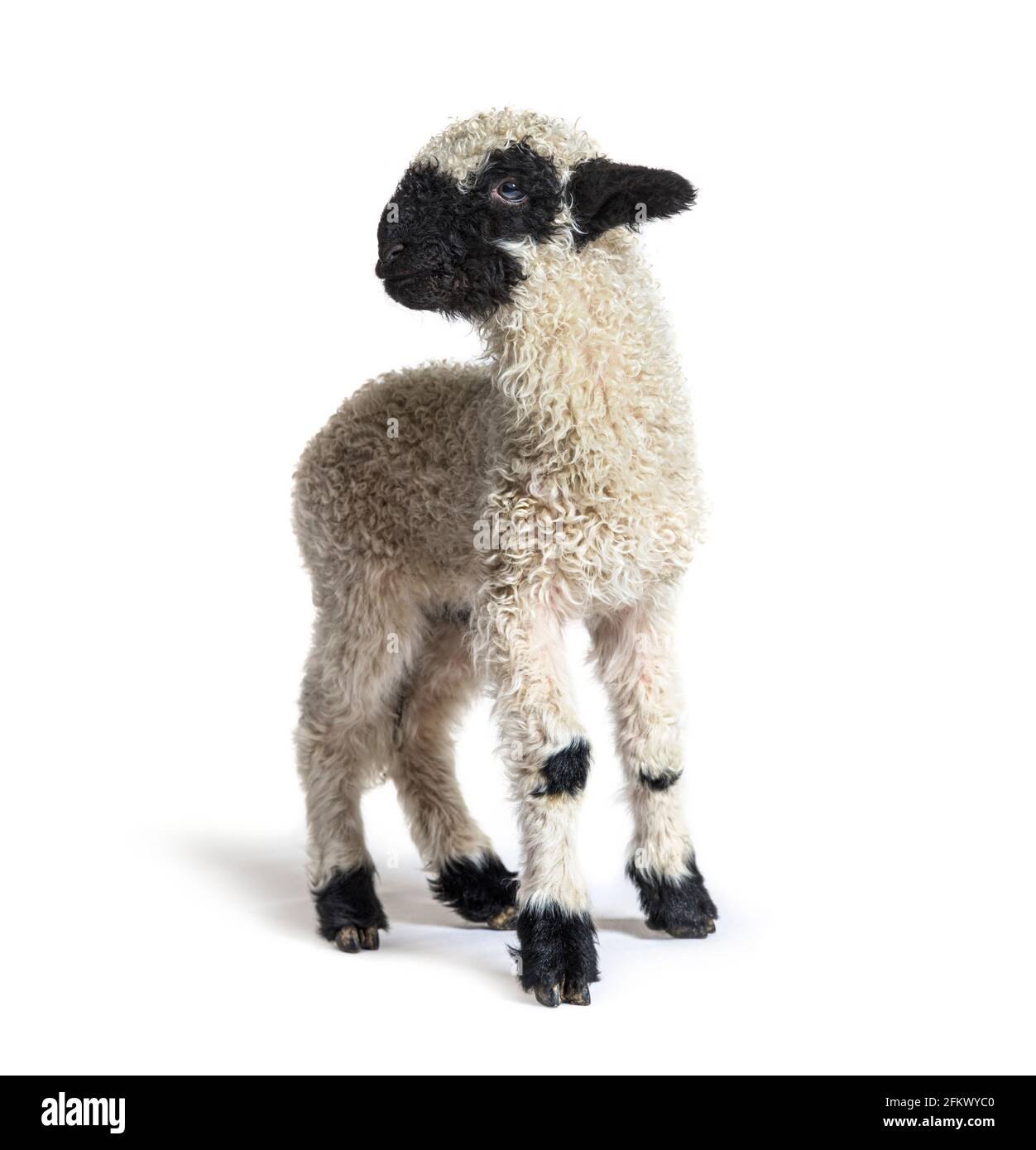 Valais Blacknose, German: Walliser Schwarznasenschaf, is a breed of ...