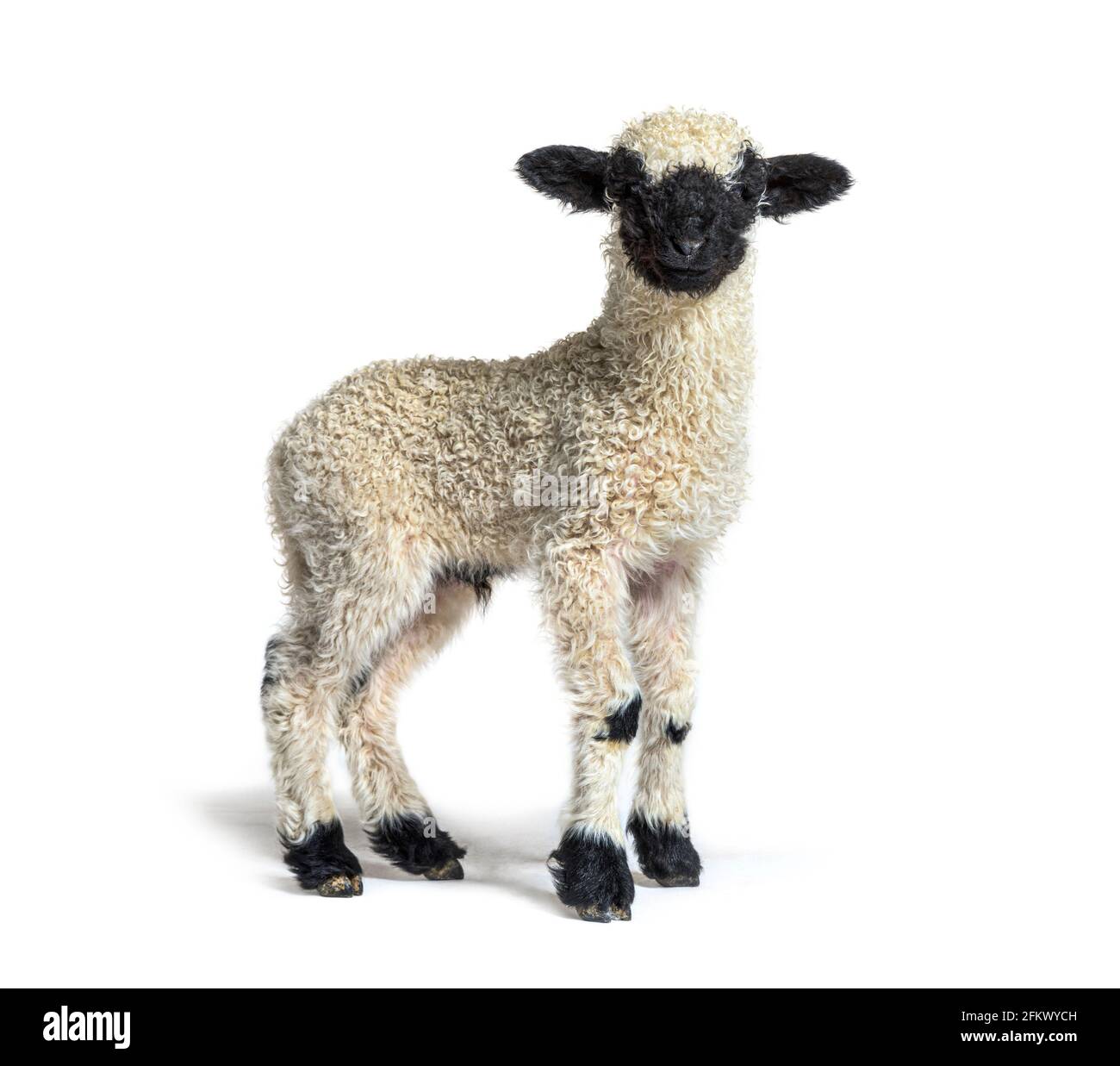 Domestic sheep side profile Cut Out Stock Images & Pictures - Alamy
